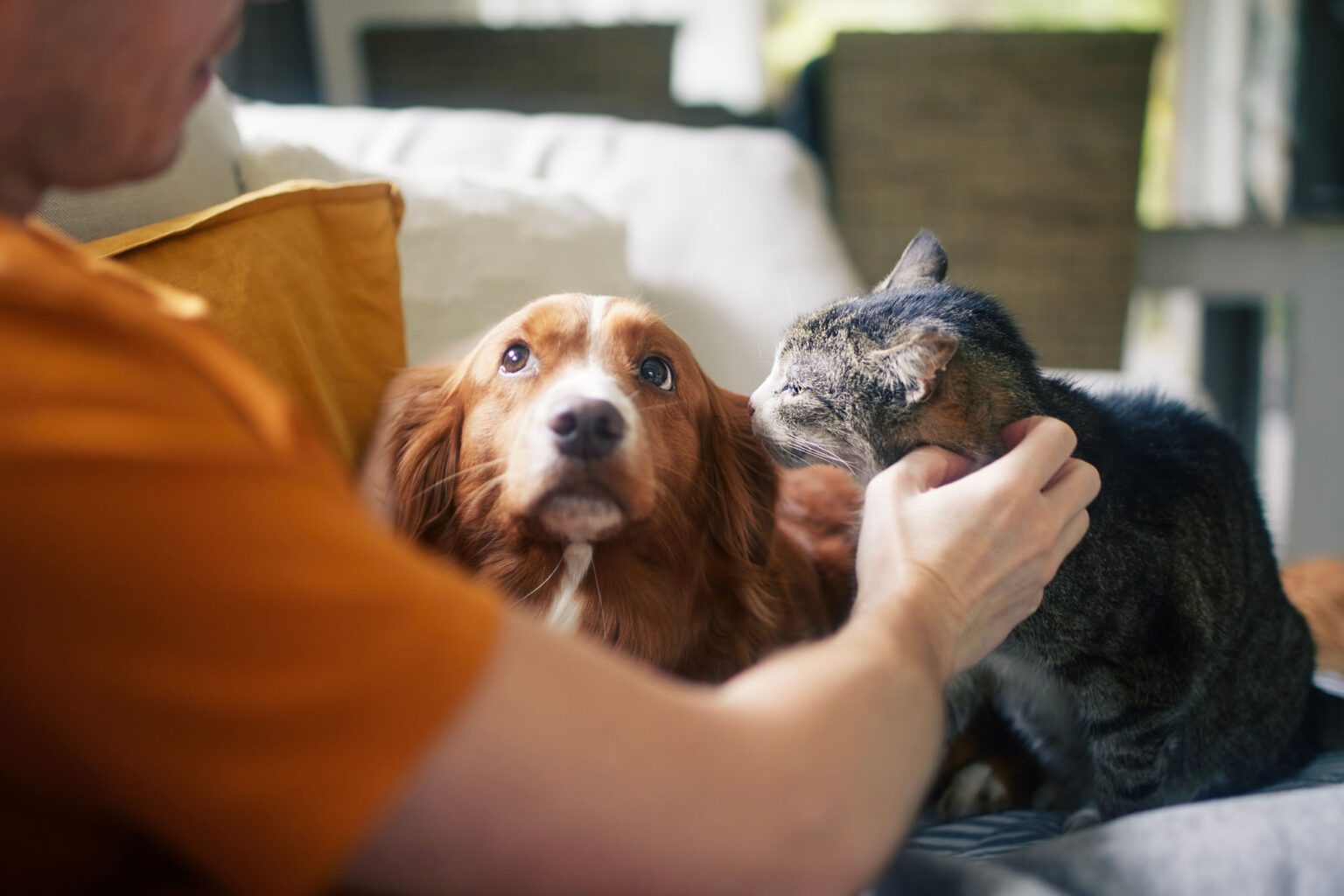 Book an Appointment | Wright Veterinary Medical Center
