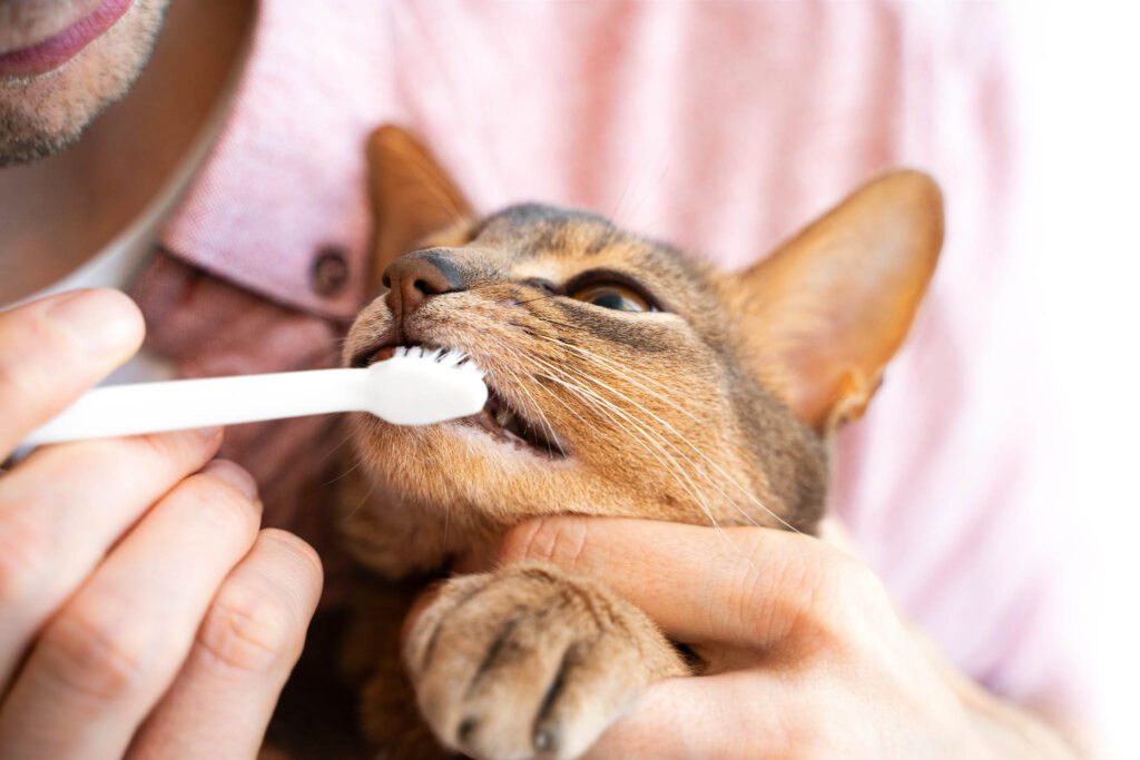 Book an Appointment | Wright Veterinary Medical Center